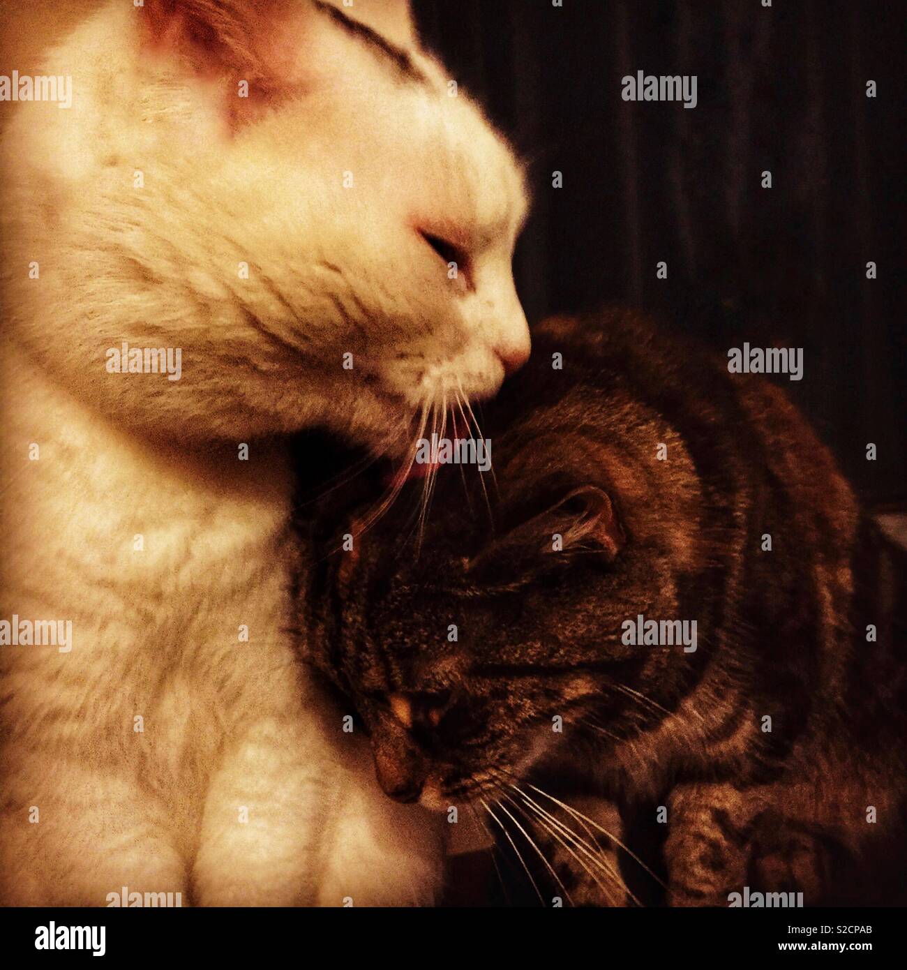 Tongue licking hi-res stock photography and images - Alamy