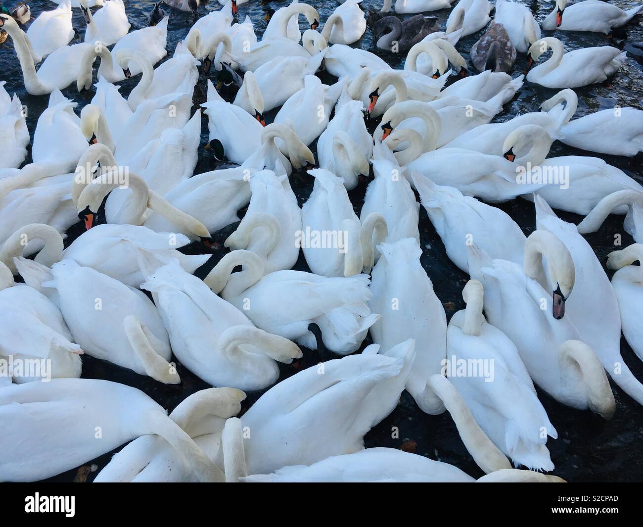 Worcester swans hi-res stock photography and images - Alamy