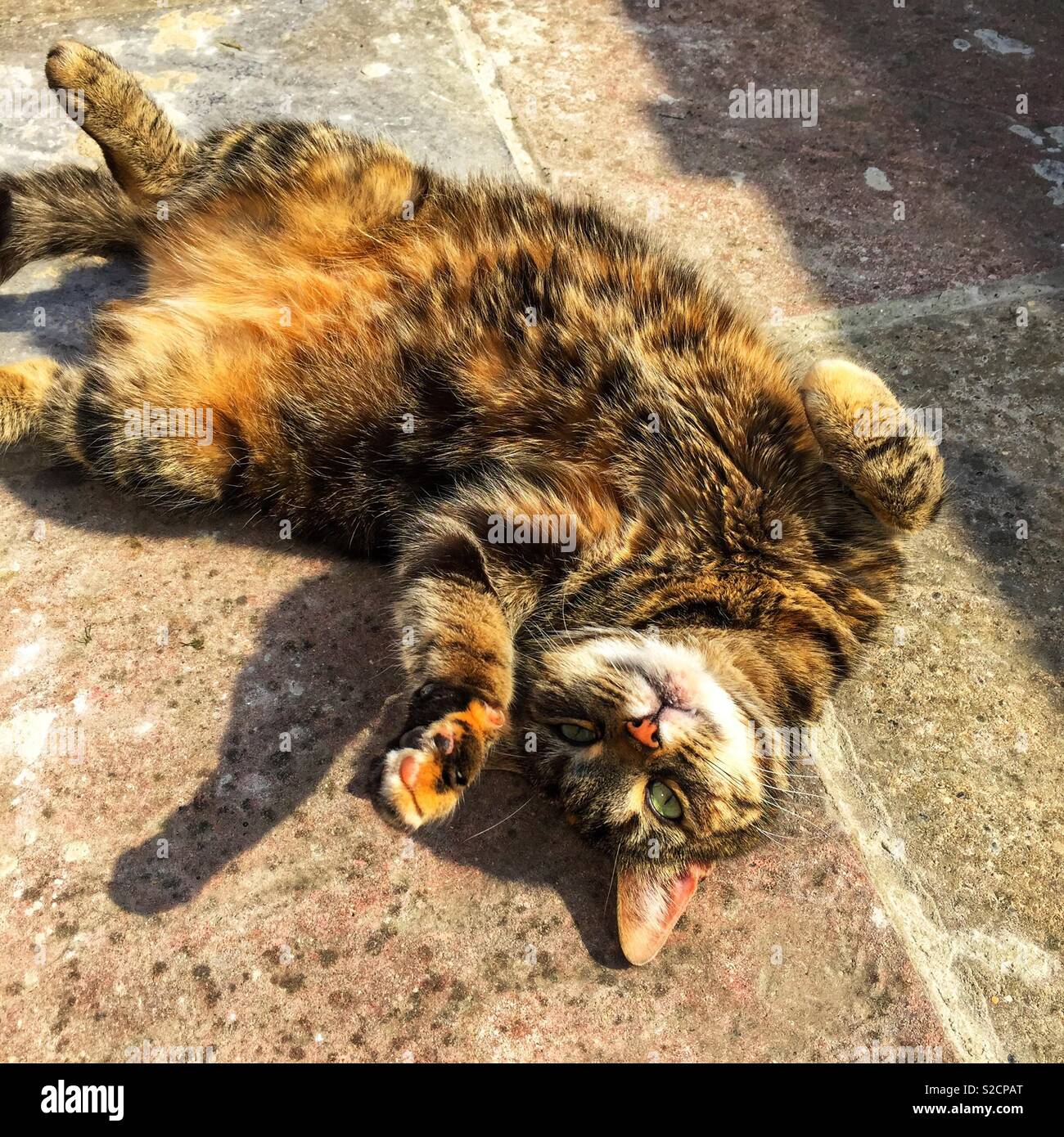 Tabby cat rolling Stock Photo - Alamy