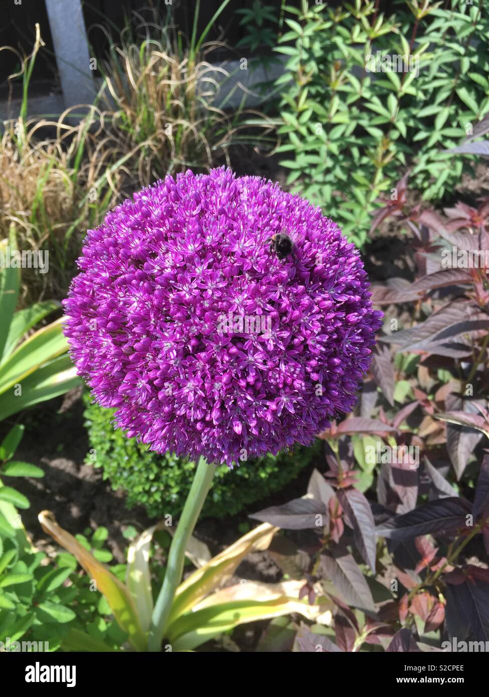 Allium with bee Stock Photo - Alamy
