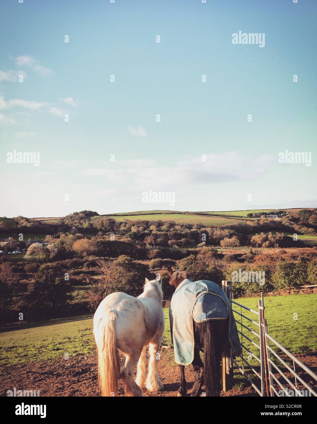 Horses in the countryside Stock Photo - Alamy