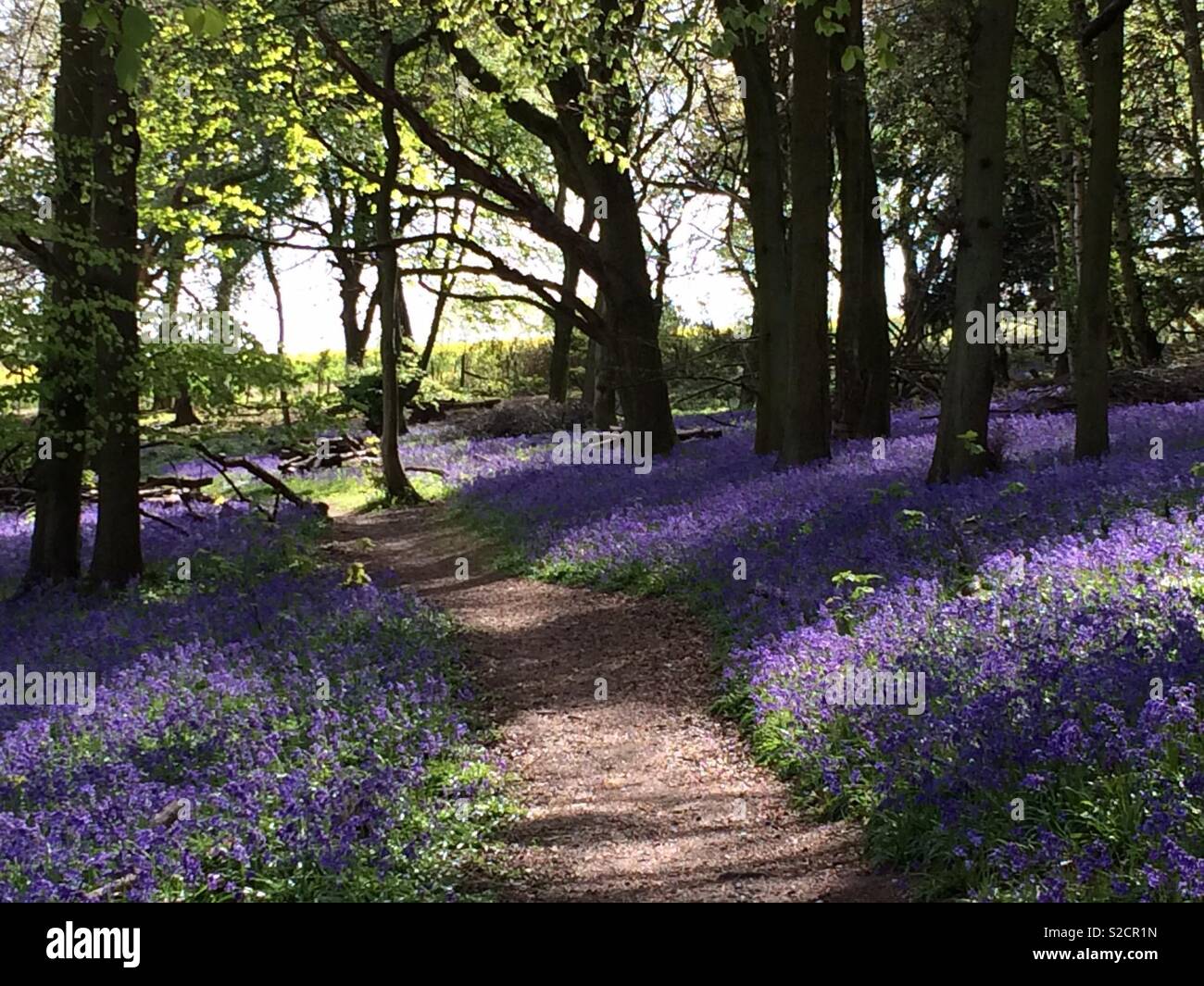 Bluebell walk hi-res stock photography and images - Alamy
