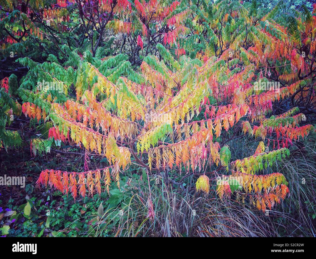 Sumach tree hi-res stock photography and images - Alamy