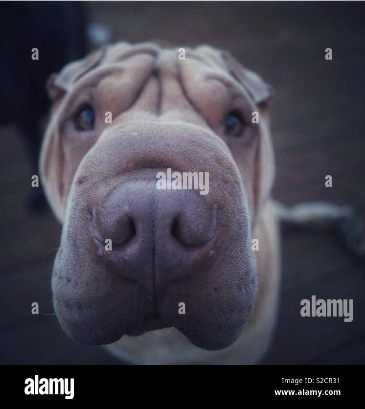 Wrinkles Nose High Resolution Stock Photography and Images - Alamy