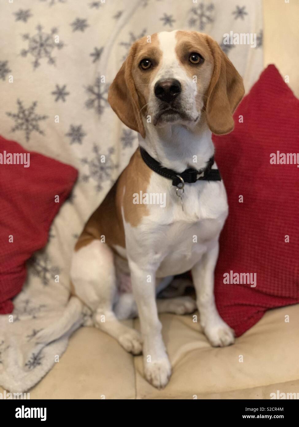 Baxter the dog hi-res stock photography and images - Alamy