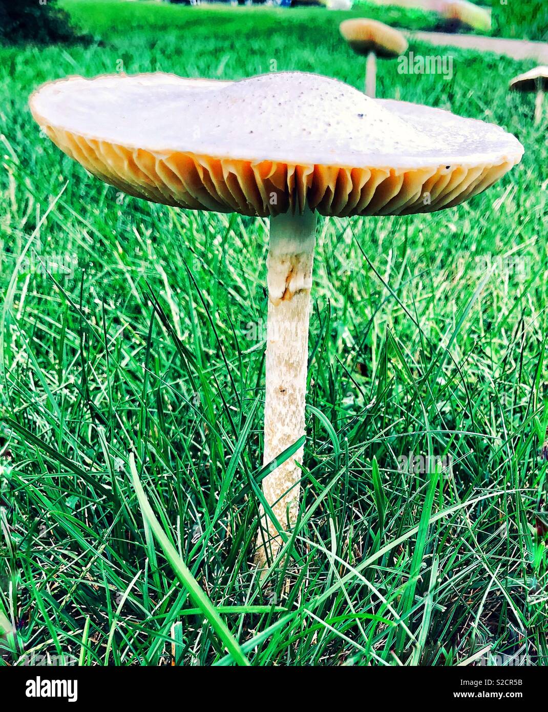 Patch of mushrooms hi-res stock photography and images - Alamy