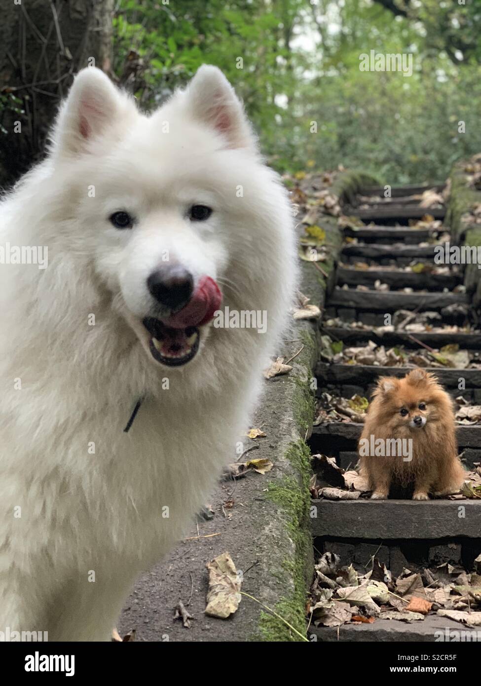 Happy dogs hi-res stock photography and images - Alamy