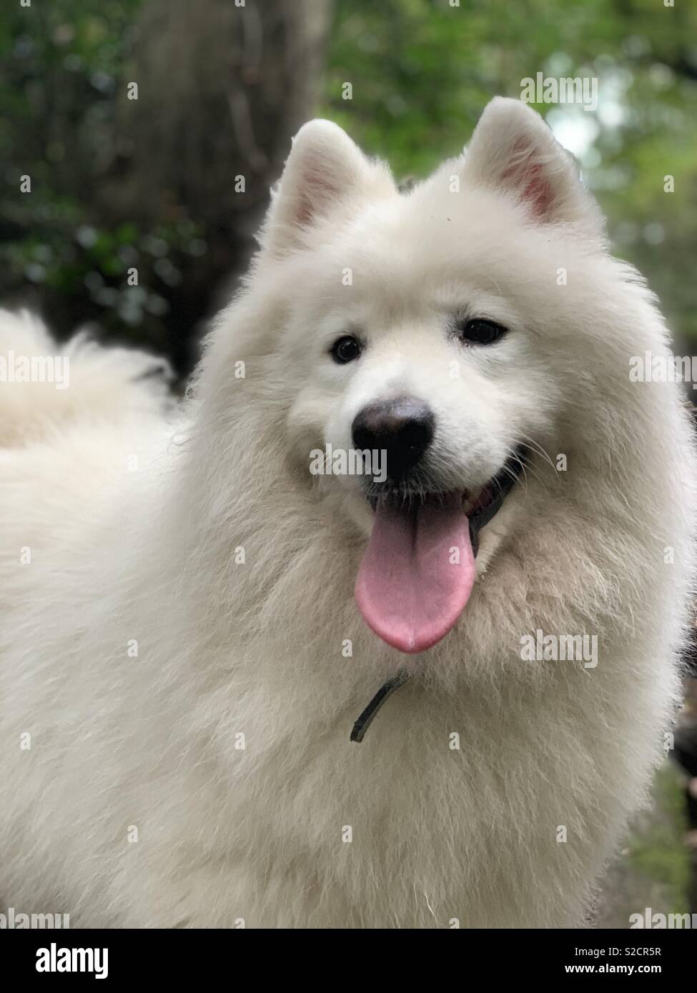 Happy Samoyed High Resolution Stock Photography and Images - Alamy