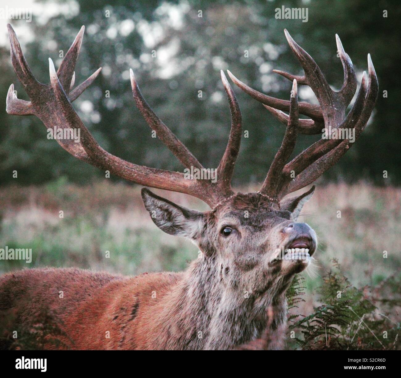 Deer teeth hi-res stock photography and images - Alamy
