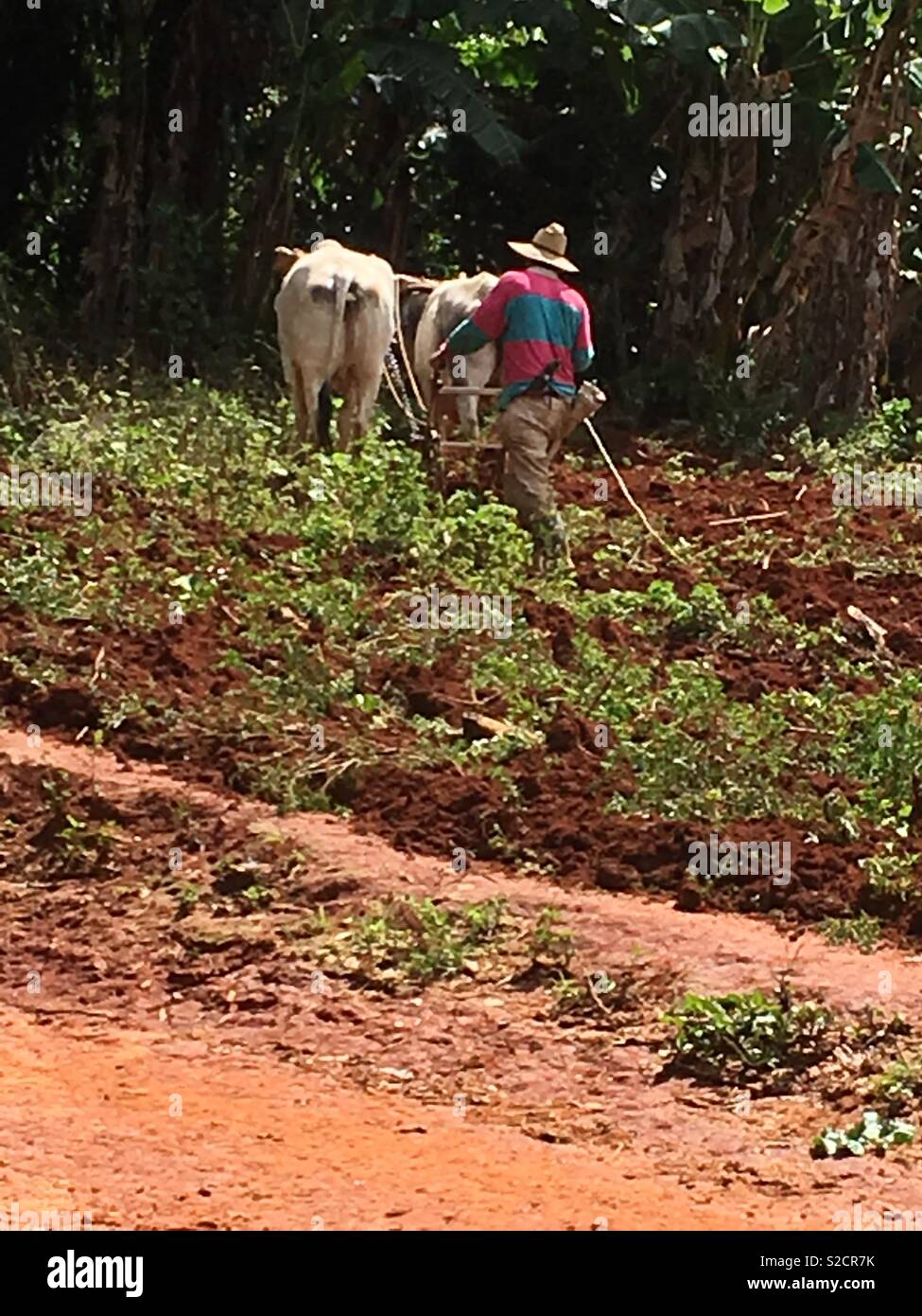 Bullock plough hi-res stock photography and images - Alamy