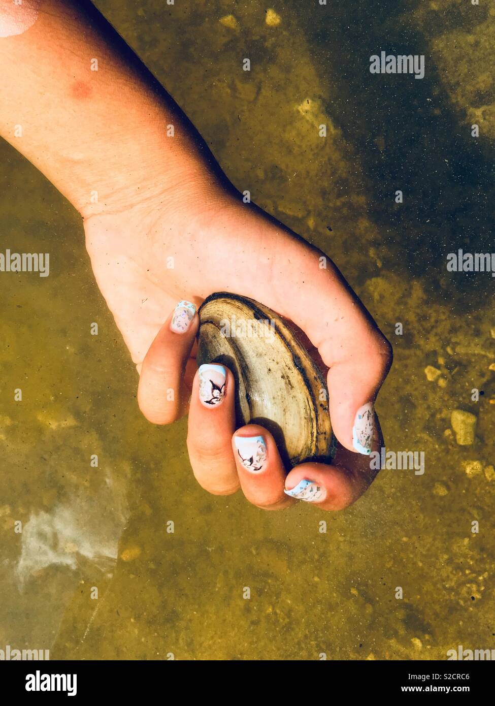 Muscle shell hi-res stock photography and images - Alamy