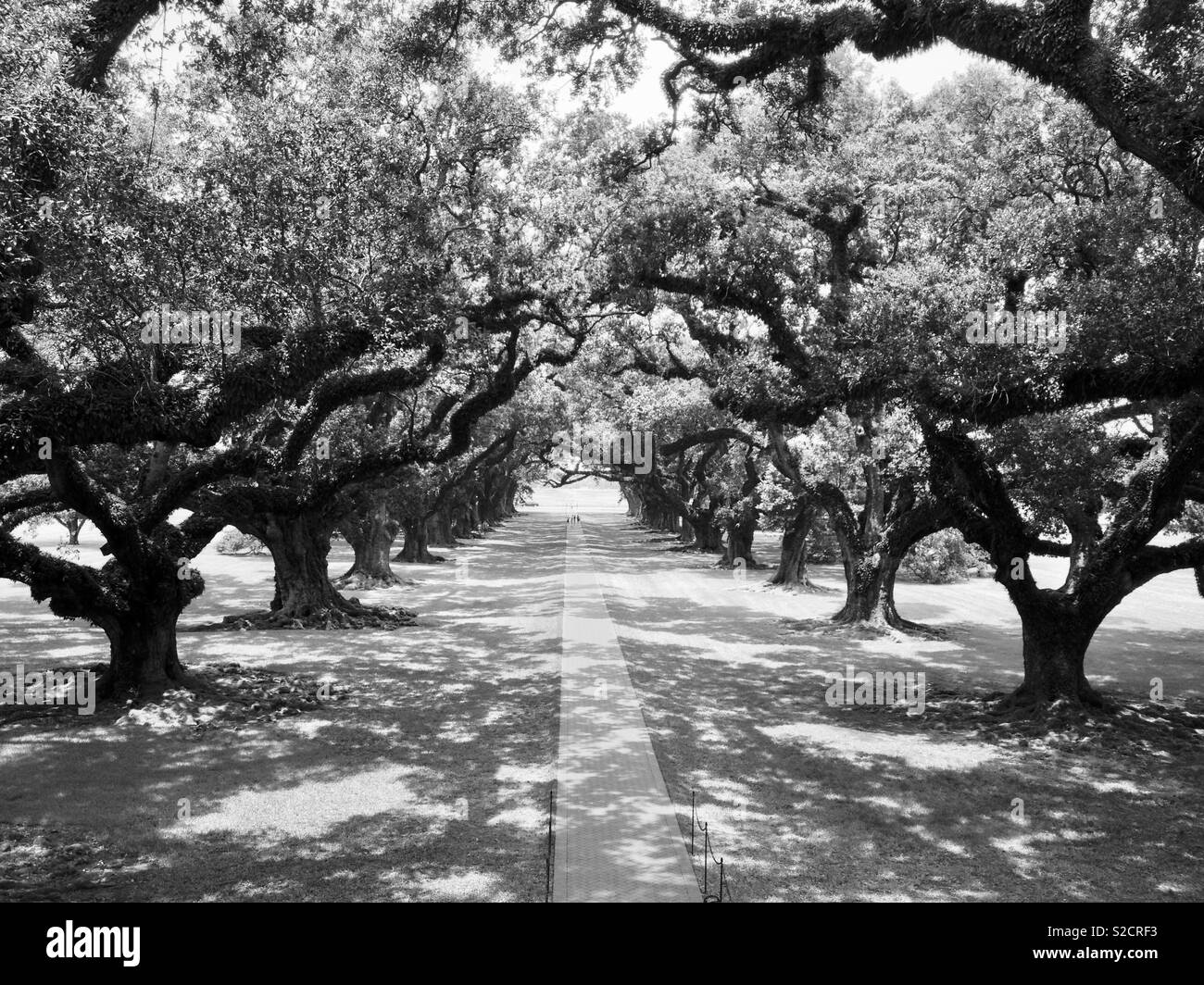 Alley of oak trees hi-res stock photography and images - Alamy