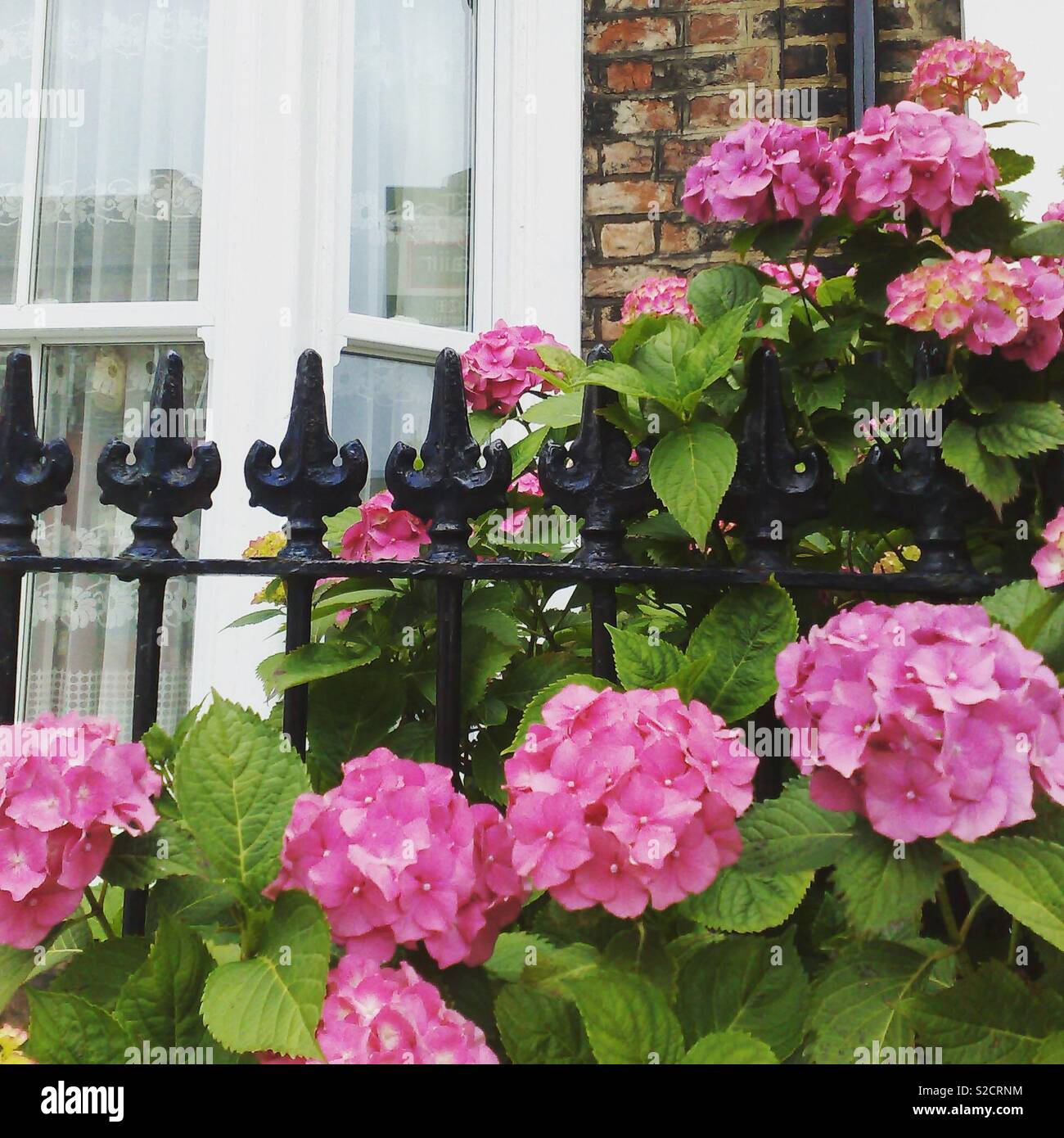 English hydrangeas hi-res stock photography and images - Alamy
