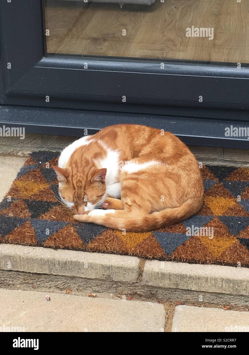 Cat on a mat Stock Photo - Alamy