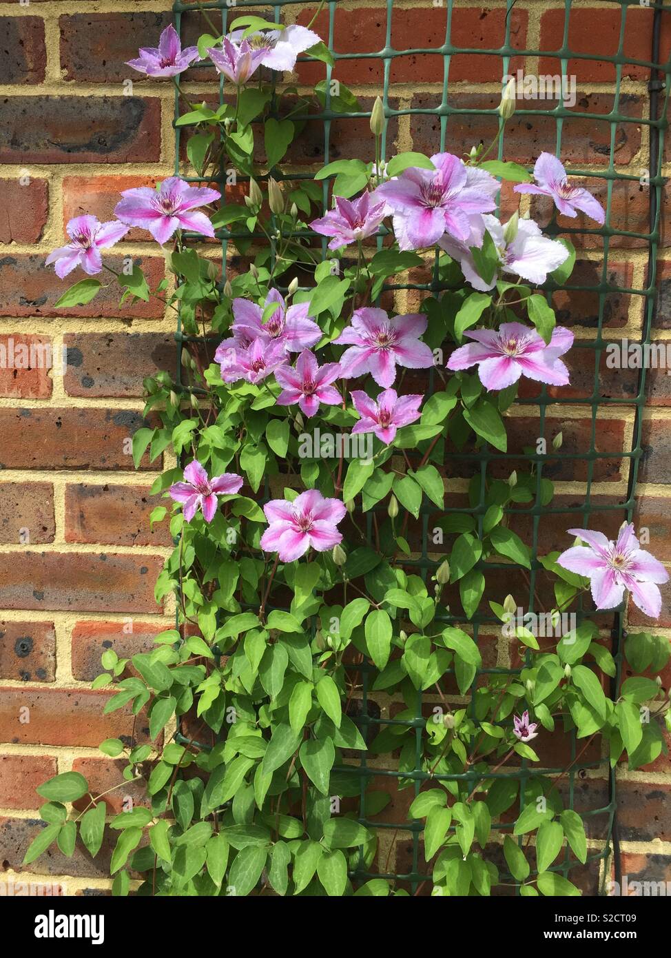 Clematis that loves sunny walls Stock Photo - Alamy