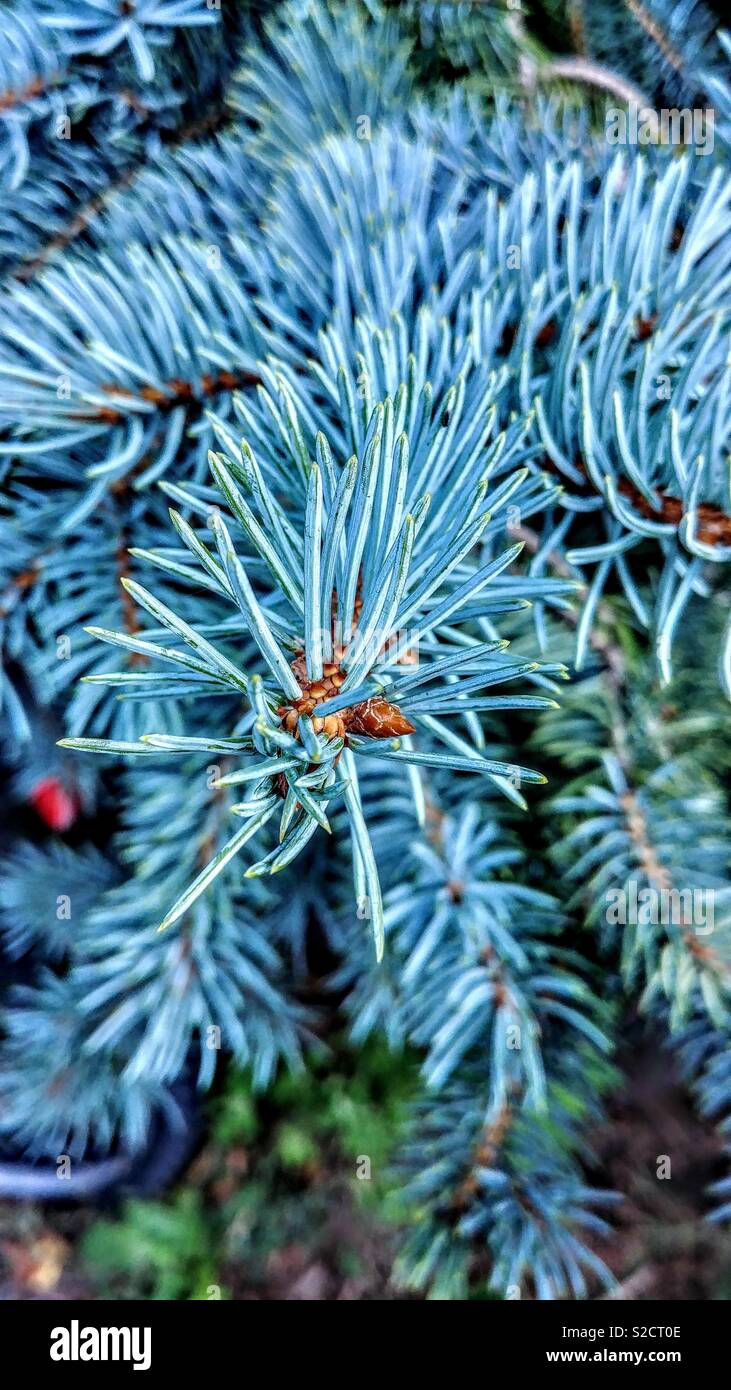 Beautiful blue spruce tree Stock Photo - Alamy