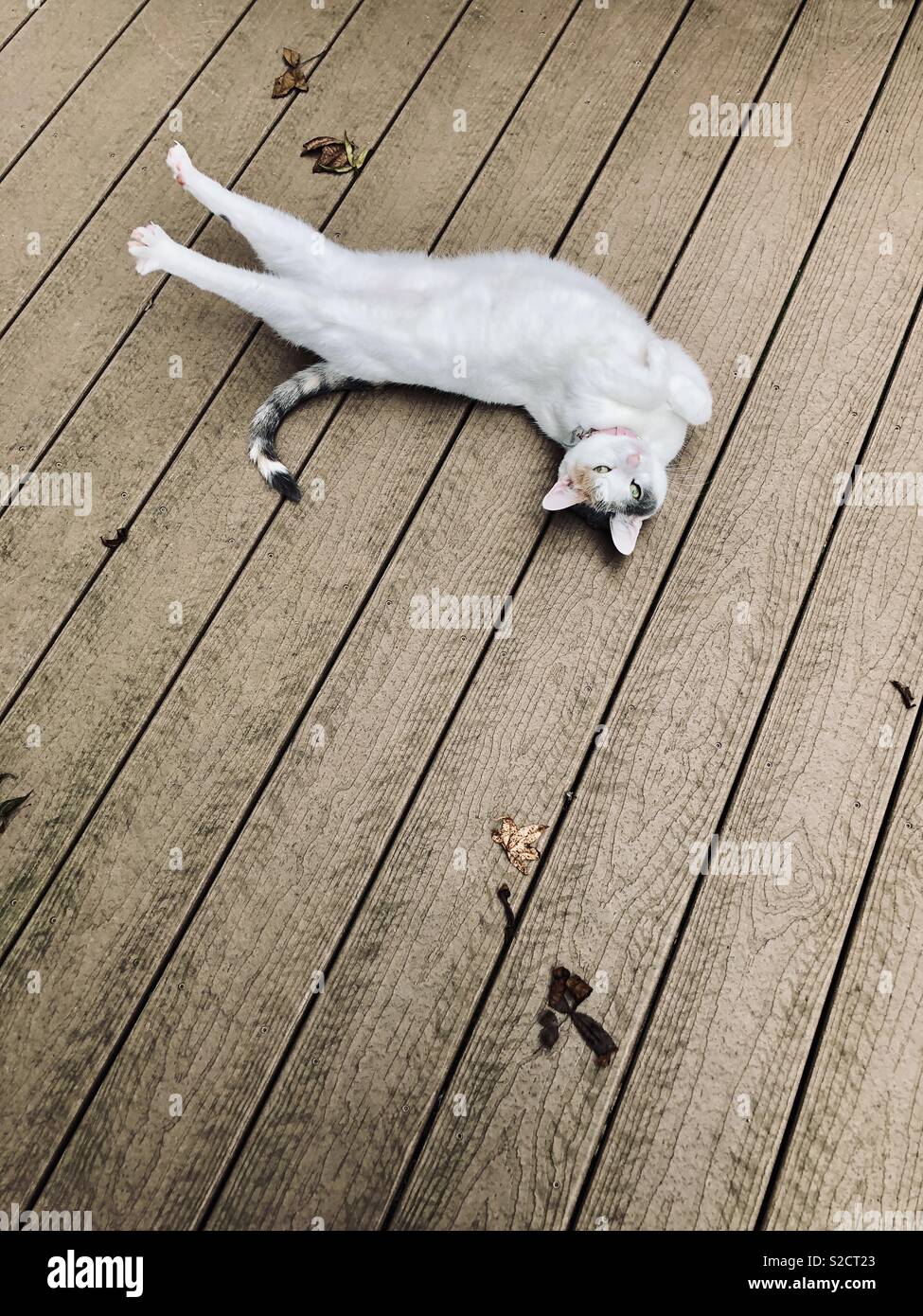 Cute Cat Stretching High Resolution Stock Photography and Images - Alamy