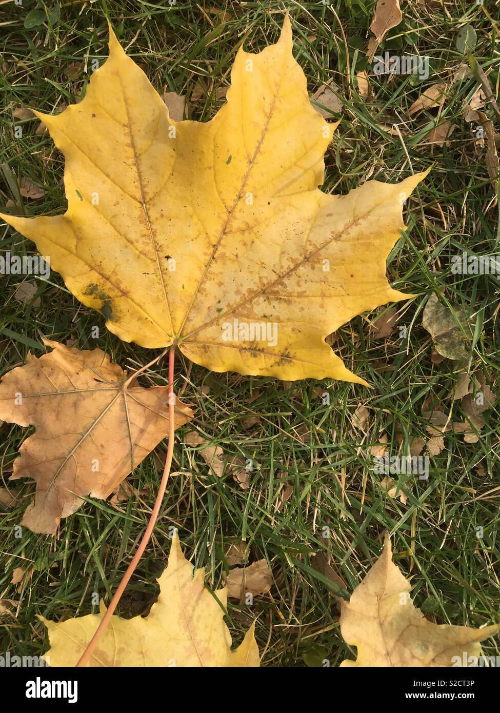 Beautiful maple leaf hi-res stock photography and images - Alamy