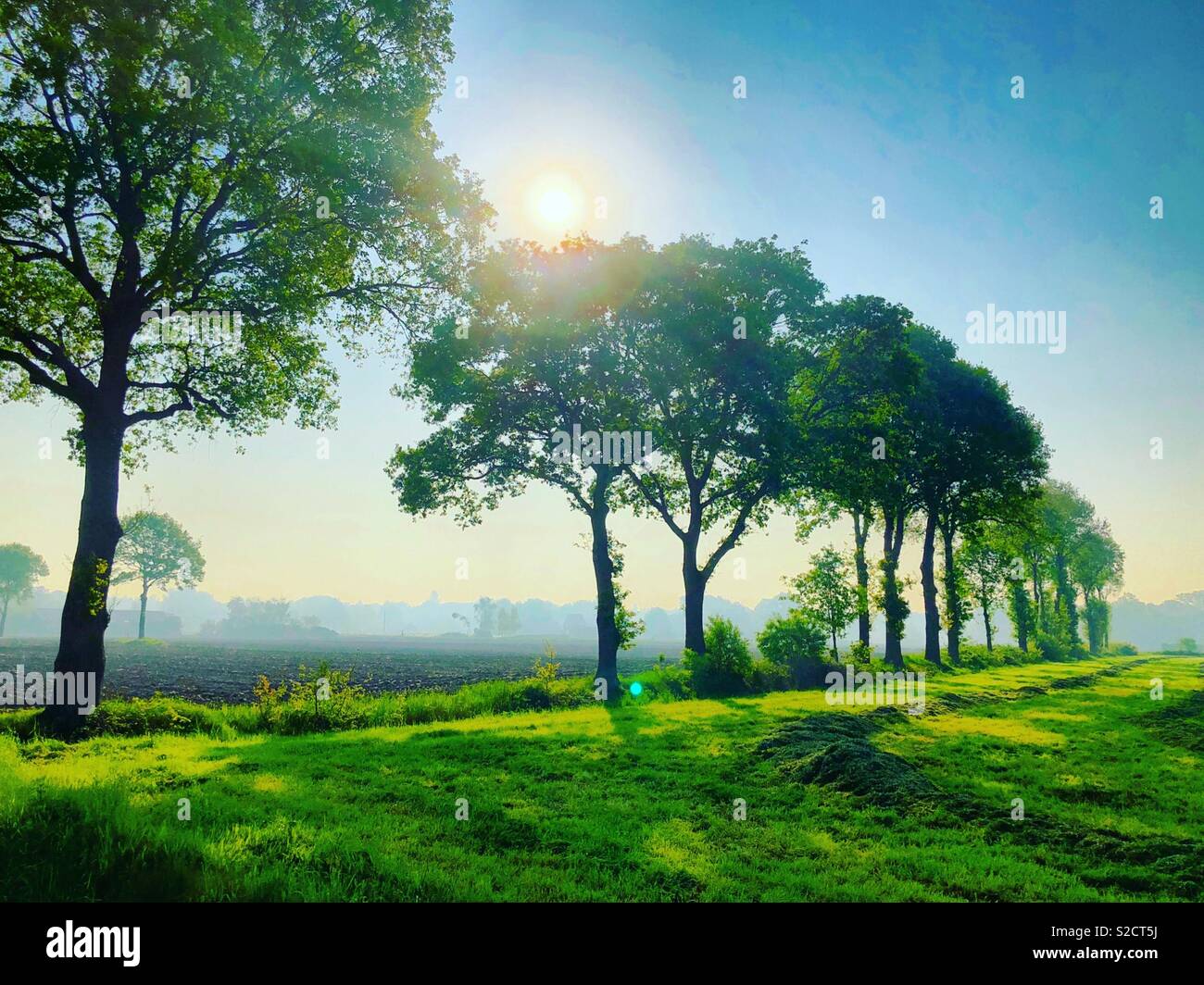 Row of trees with a rising sun behind them Stock Photo - Alamy
