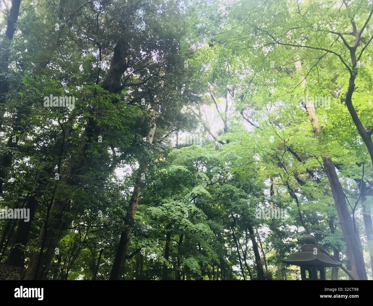 Temple of japan in the forest hi-res stock photography and images - Alamy