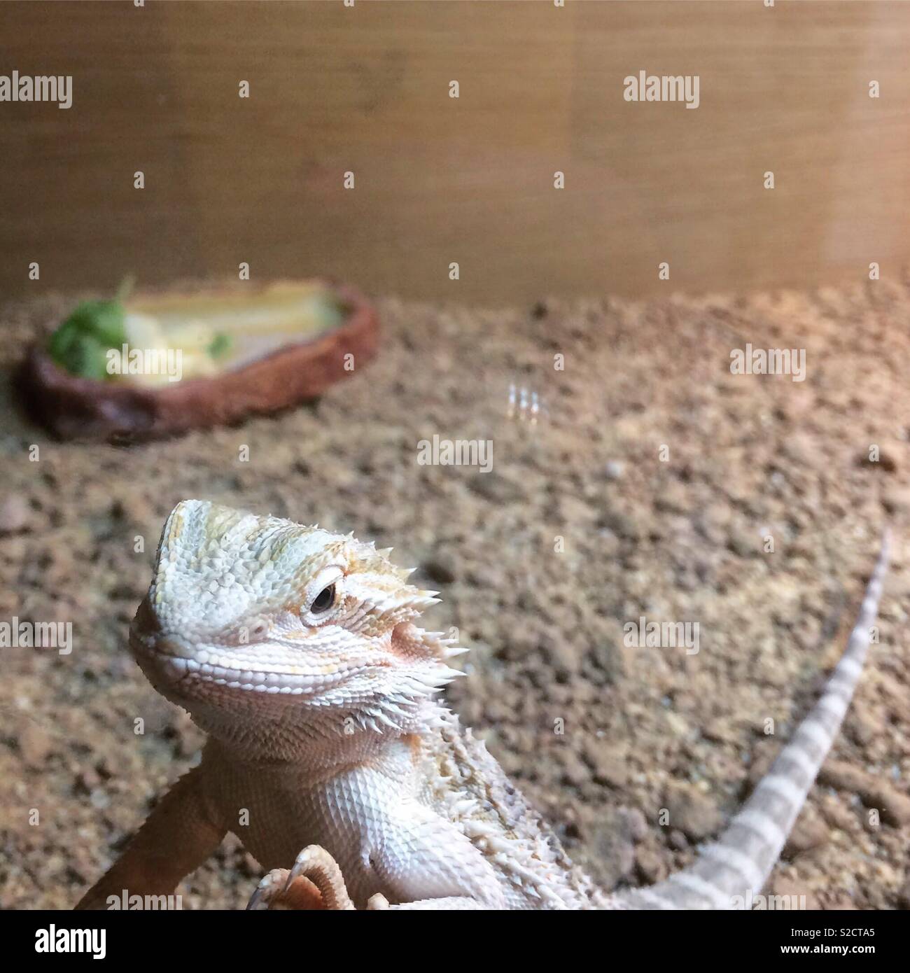 Face bearded dragon hi-res stock photography and images - Alamy