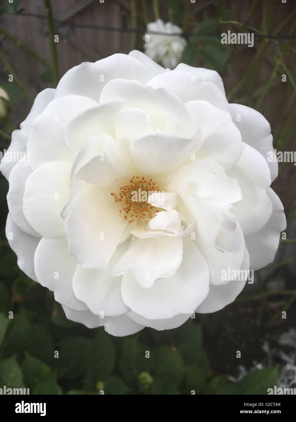 Iceberg climbing rose Stock Photo - Alamy