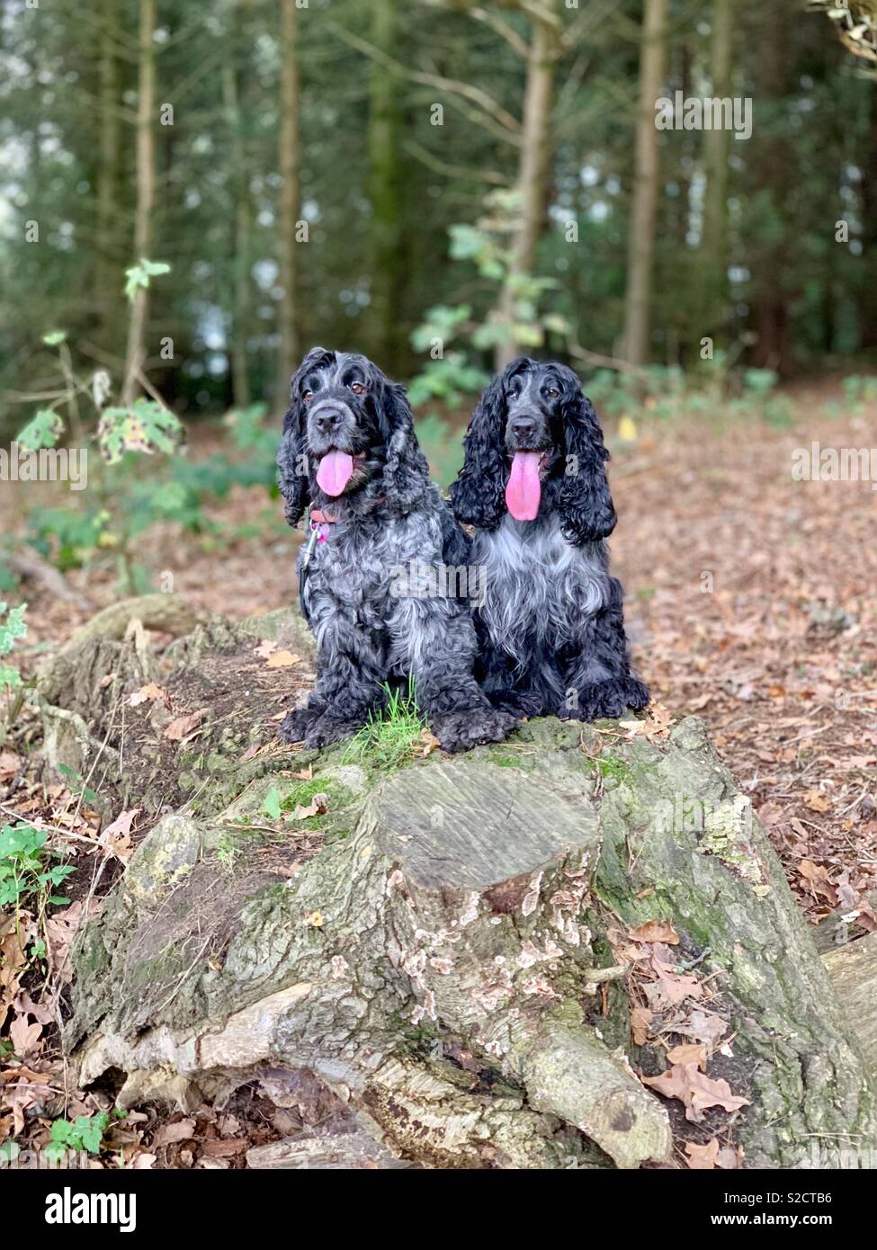 2 spaniels hi-res stock photography and images - Alamy