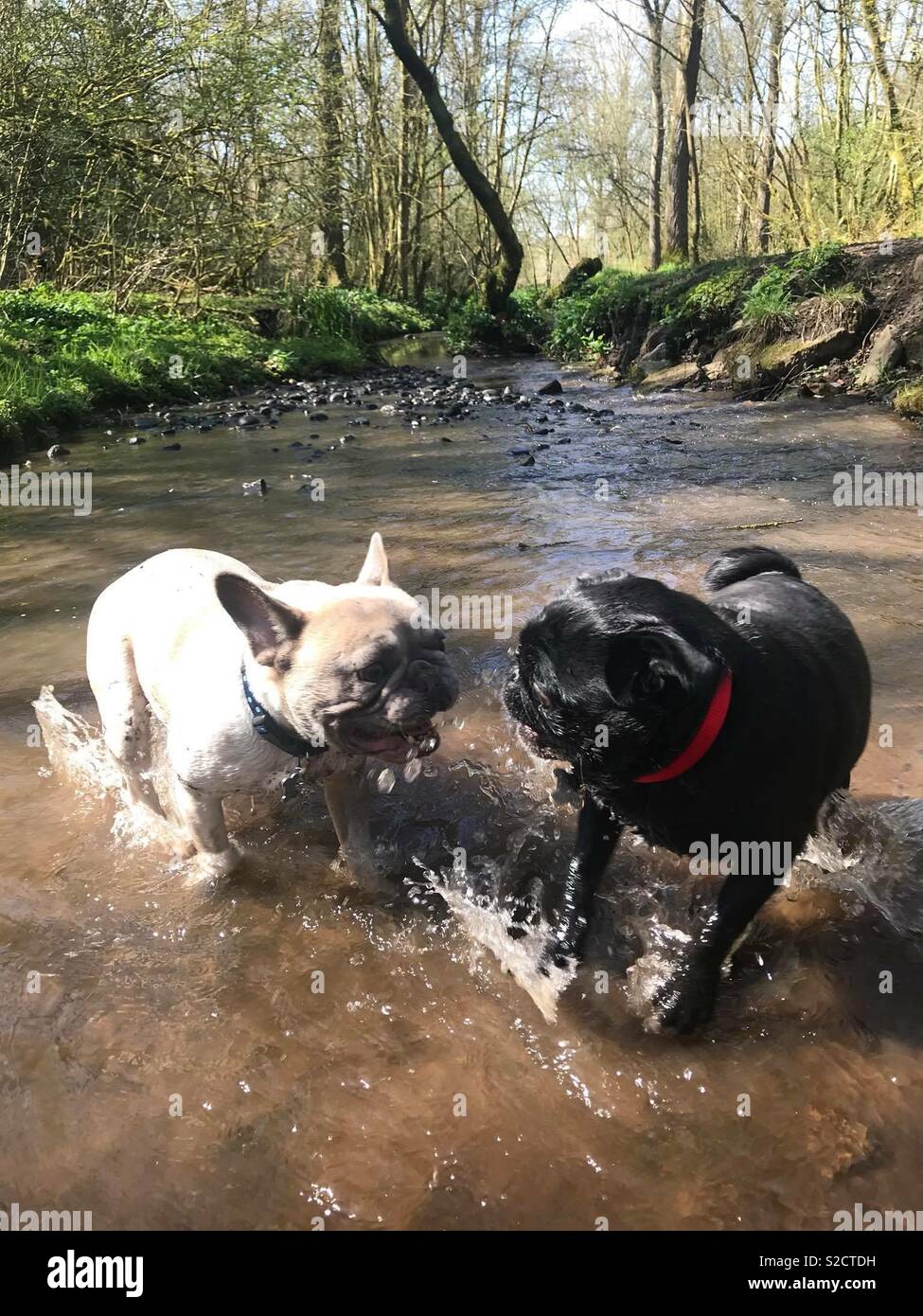 Making a splash Stock Photo - Alamy