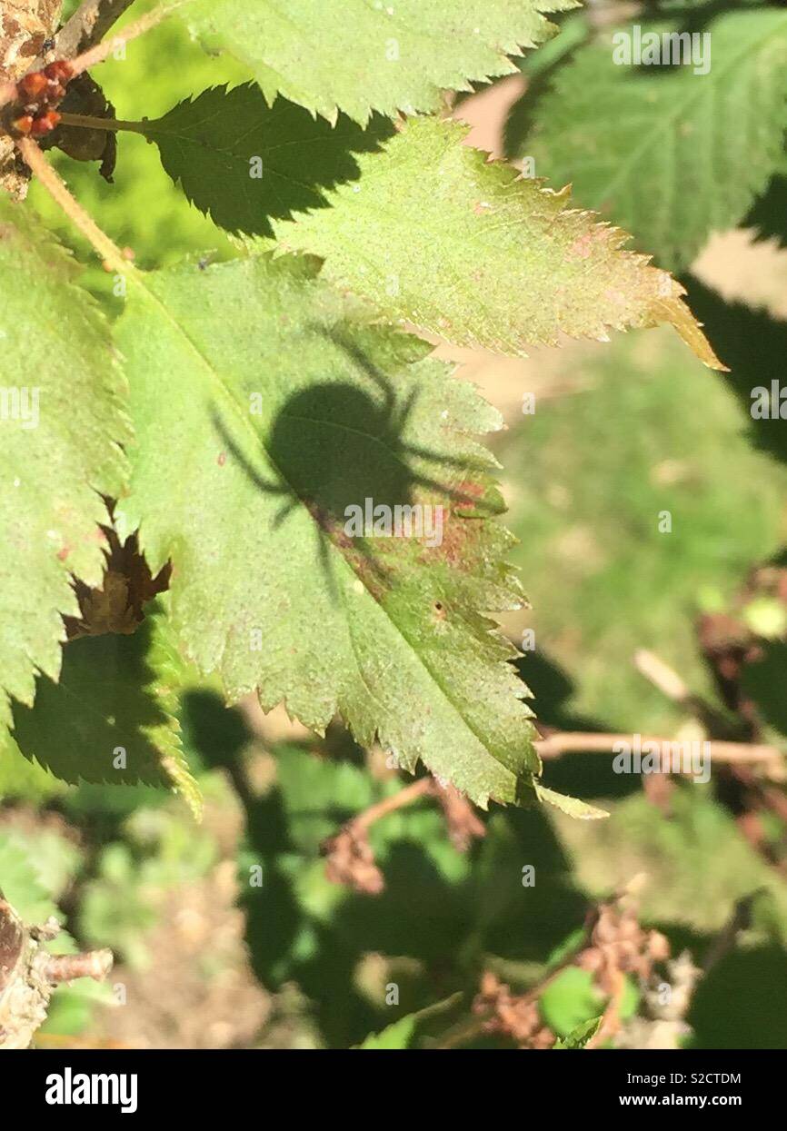 Spider shadow hi-res stock photography and images - Alamy