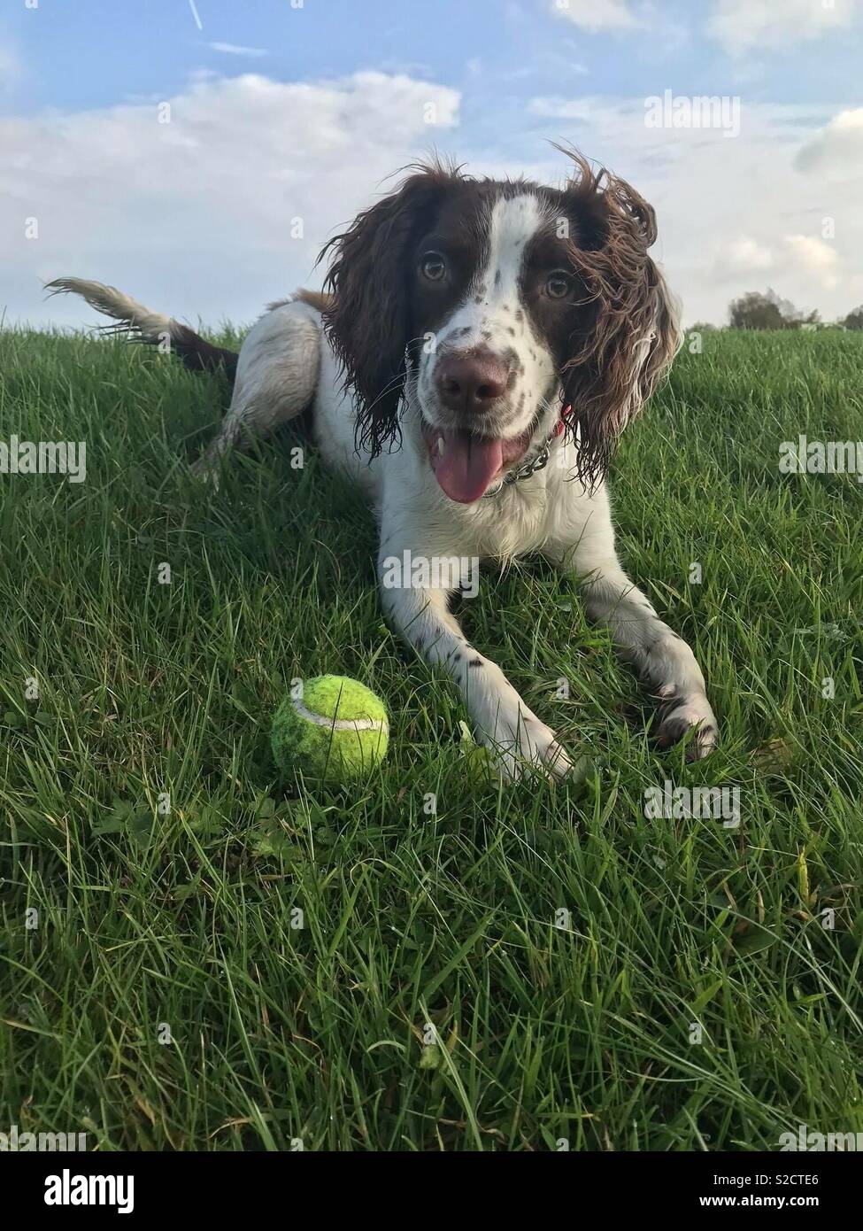 Springer in spring Stock Photo - Alamy
