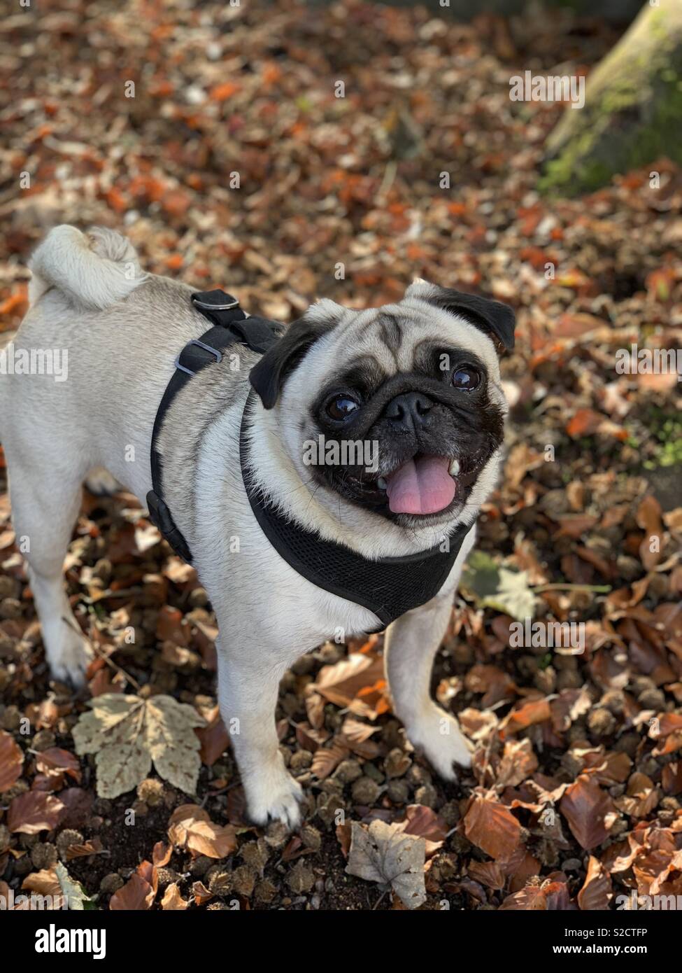 Pug love hi-res stock photography and images - Alamy
