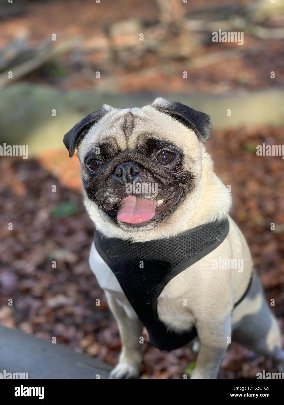 Muggle hi-res stock photography and images - Alamy