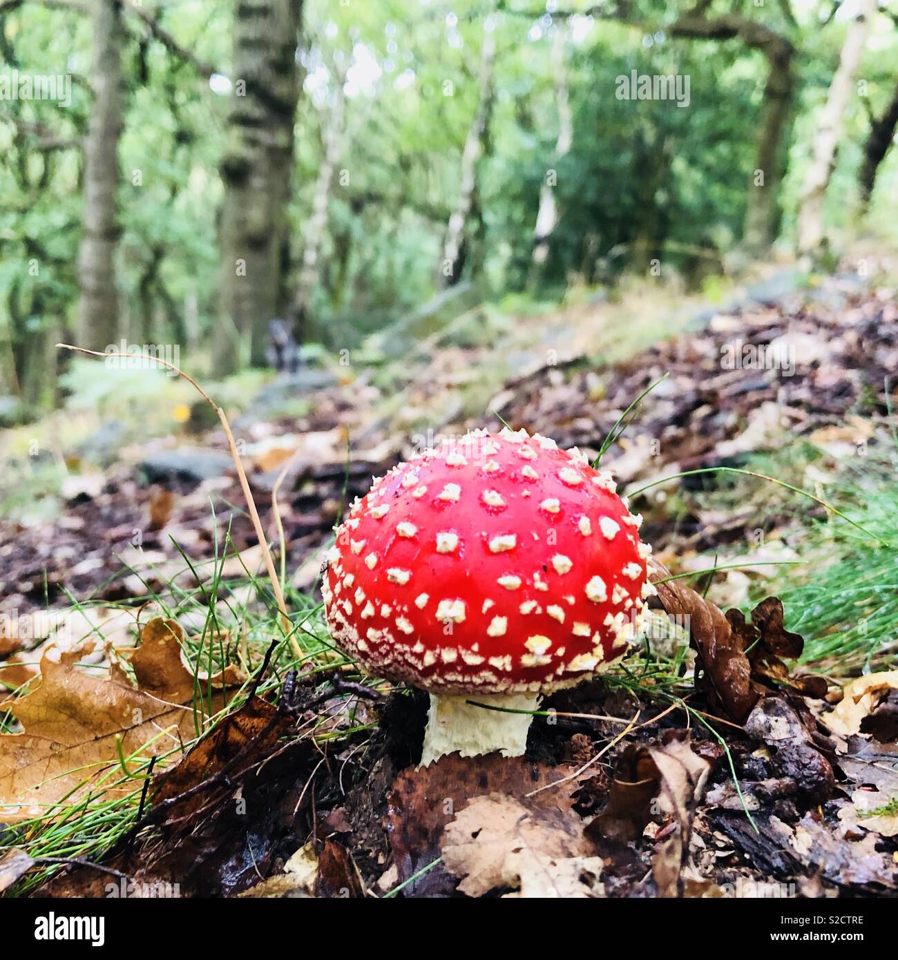 Red and white toadstool hi-res stock photography and images - Alamy