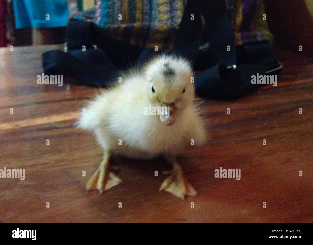 Table for bird hi-res stock photography and images - Alamy