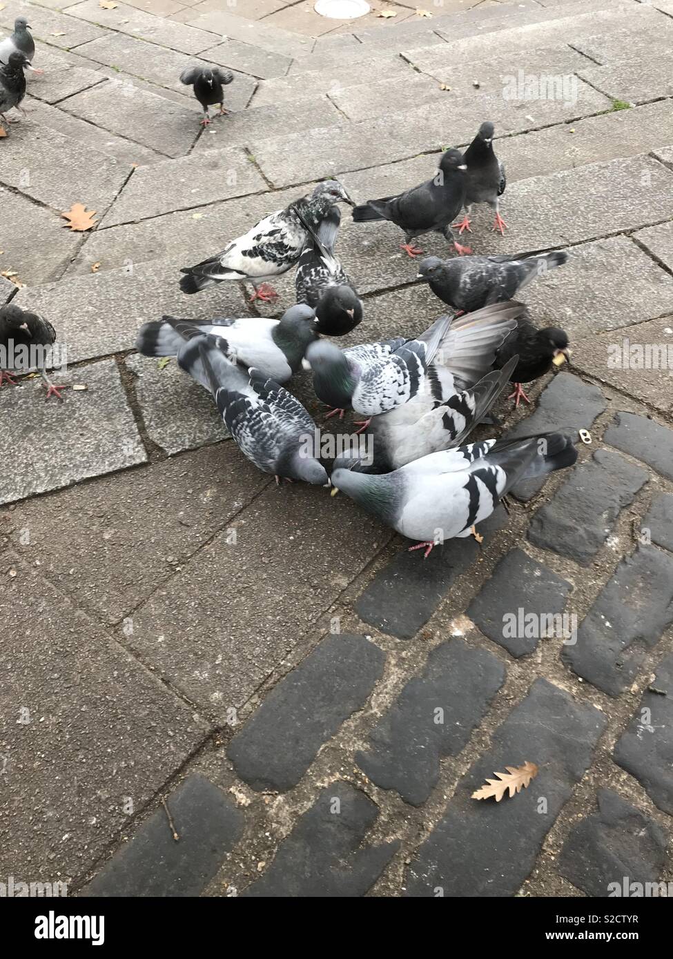 Crazy pigeons all after chip Stock Photo - Alamy