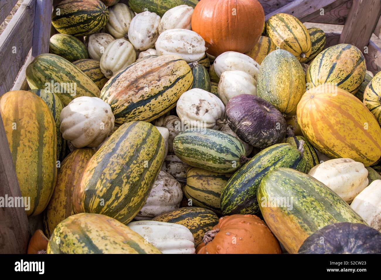 Collection of pumpkins Stock Photo - Alamy
