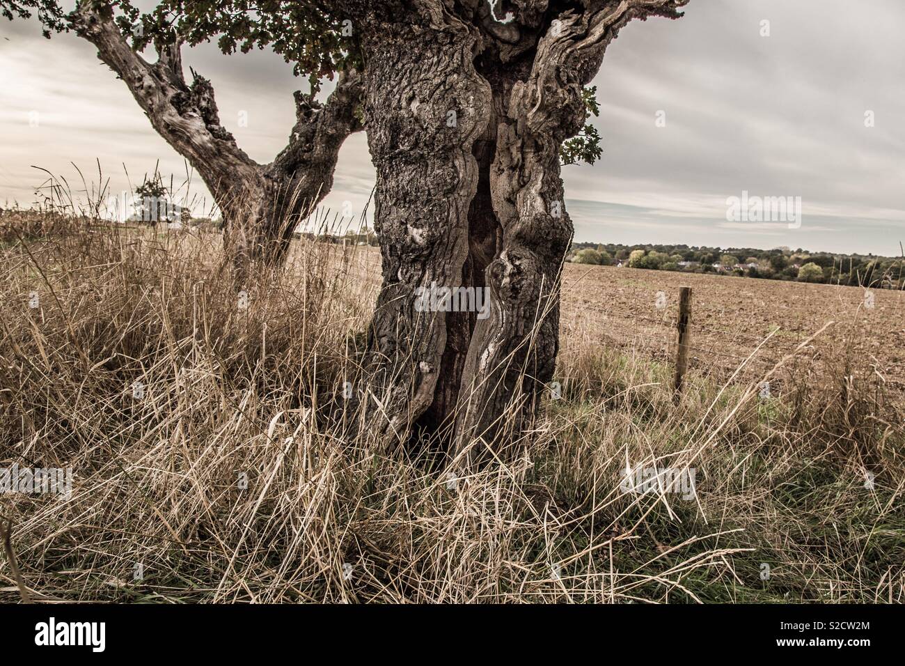 Spooky tree in a field Stock Photo - Alamy