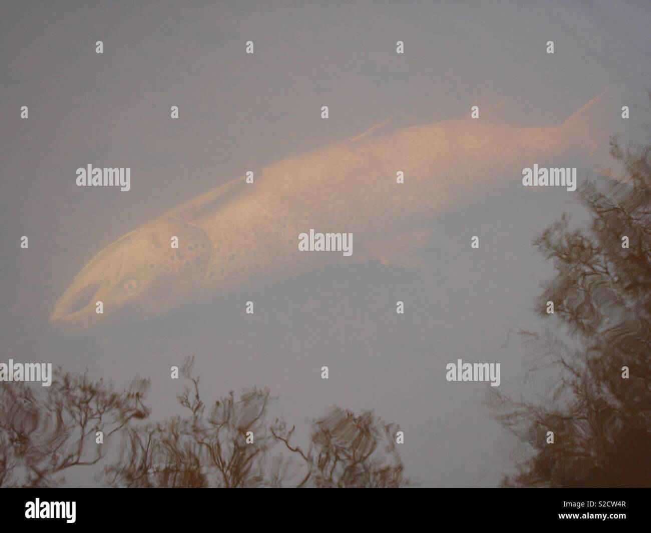 Dead fish water hi-res stock photography and images - Alamy