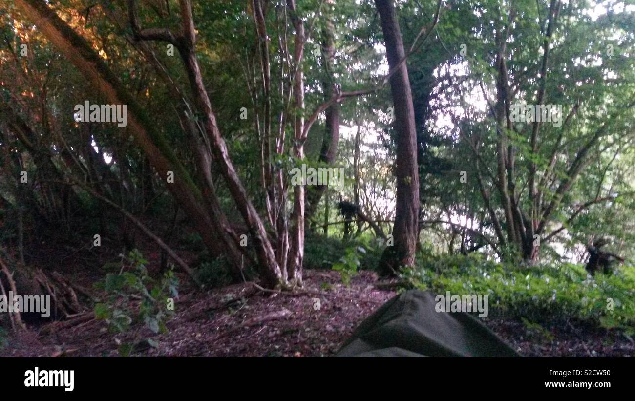 Sleeping in the forest hi-res stock photography and images - Alamy