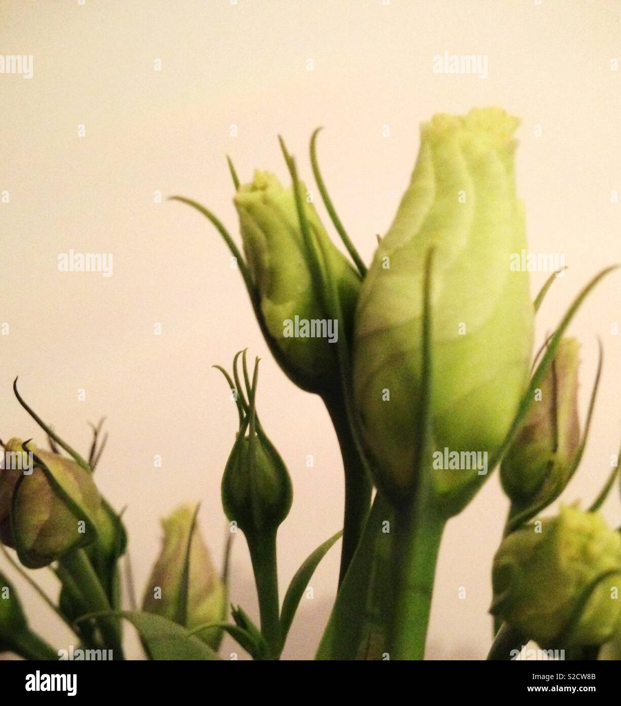 Yellow rosebuds against cream background Stock Photo - Alamy