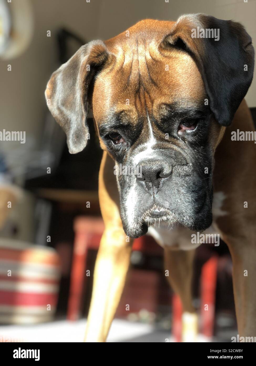 Bruce the boxer Stock Photo - Alamy