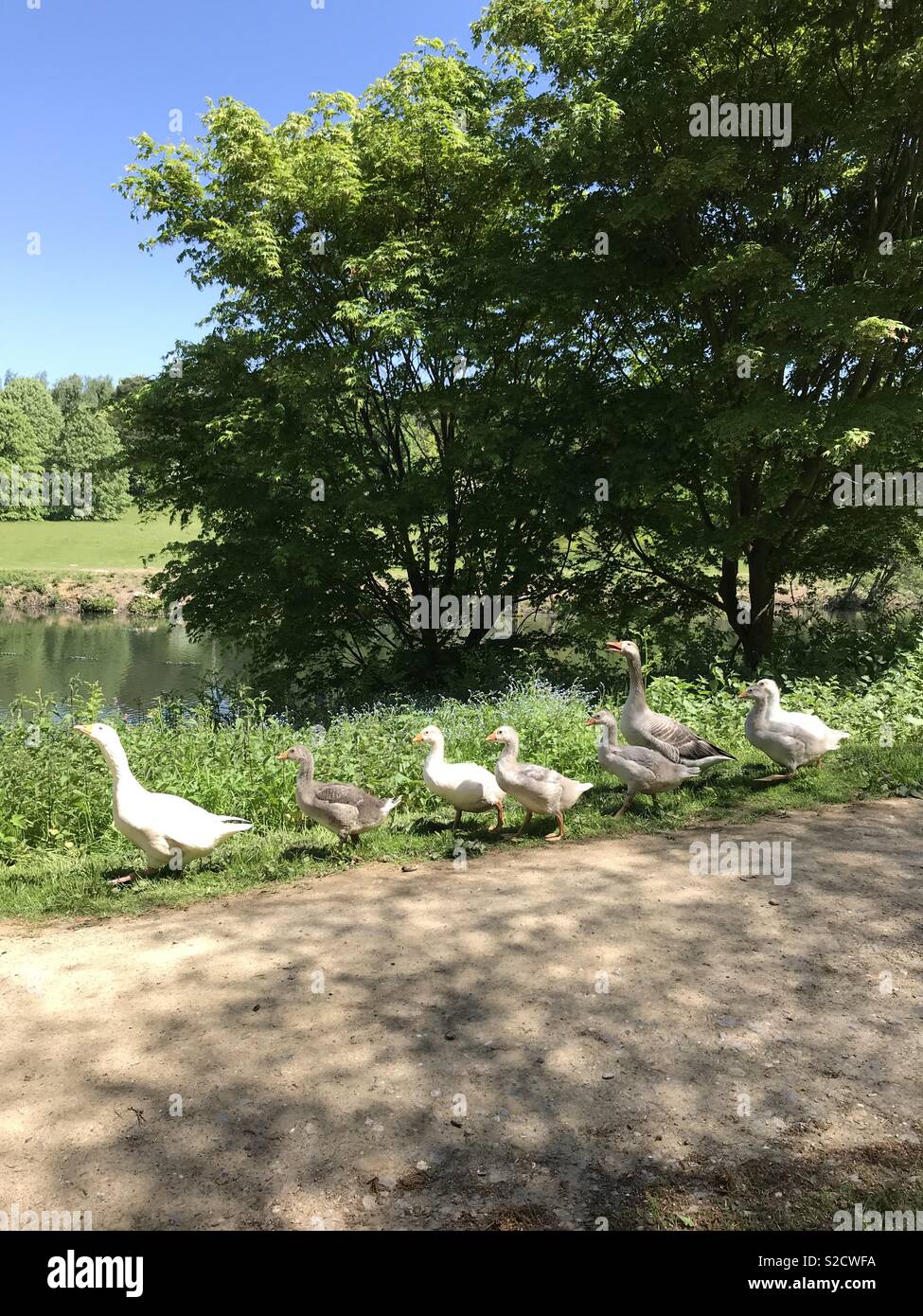Ducks in a row Stock Photo - Alamy