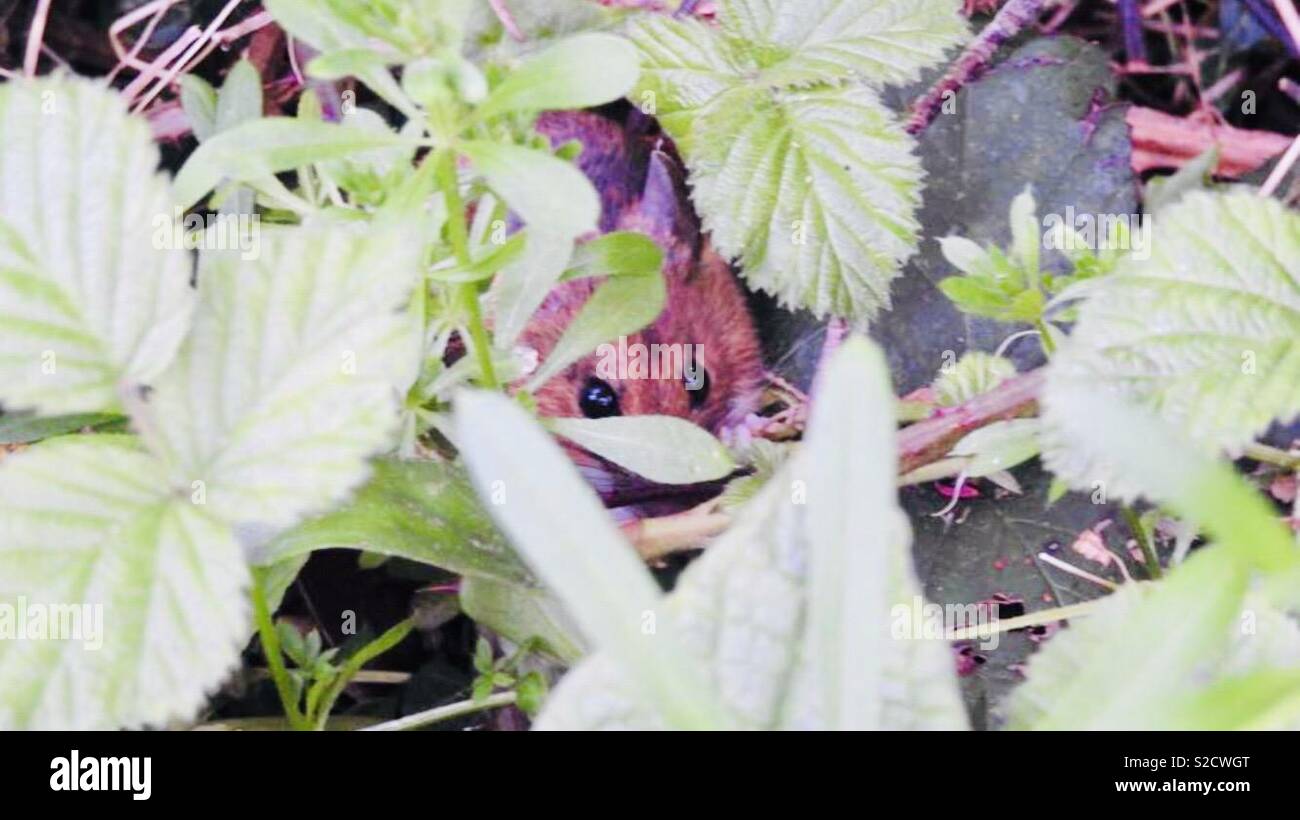 Mouse peeping through undergrowth Stock Photo - Alamy