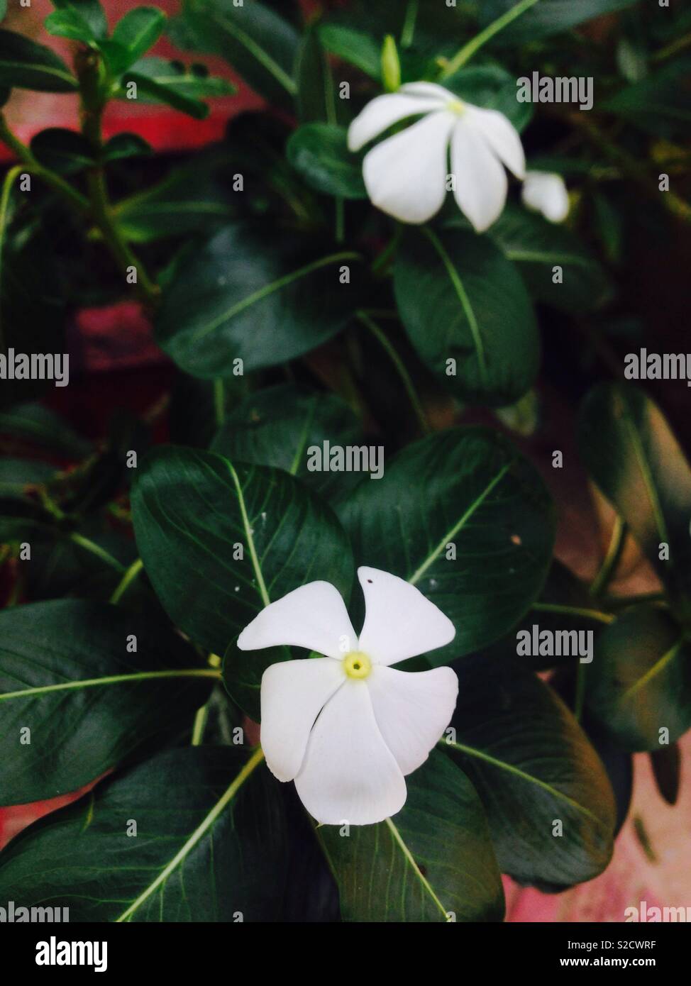 Beautiful white flowers Stock Photo - Alamy