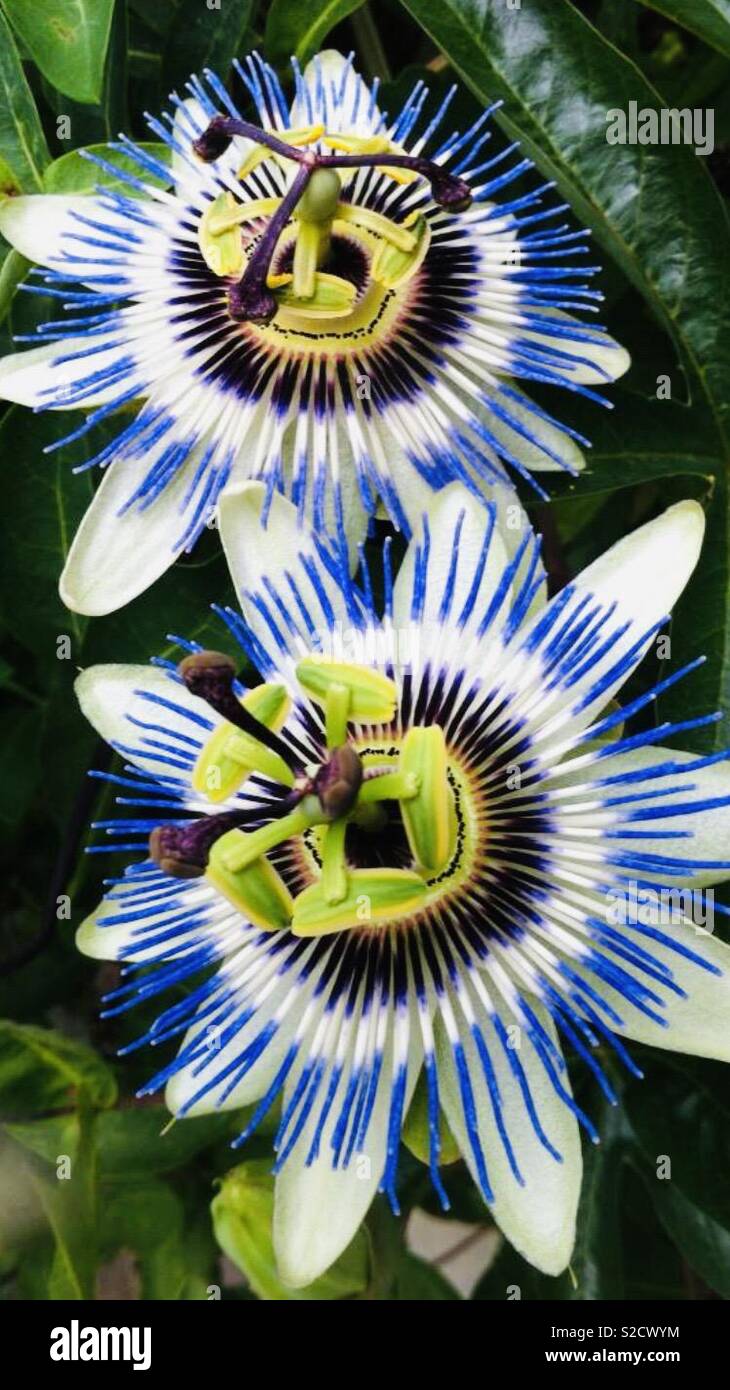 Two flowers blooms hi-res stock photography and images - Alamy
