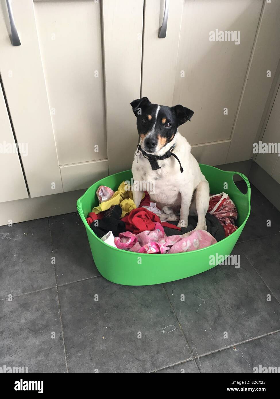 Dog wash day Stock Photo - Alamy