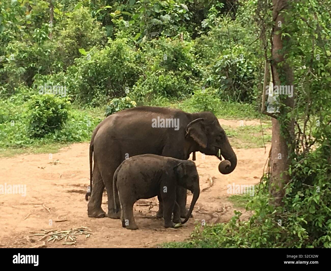 Mum looks after baby elephant Stock Photo - Alamy