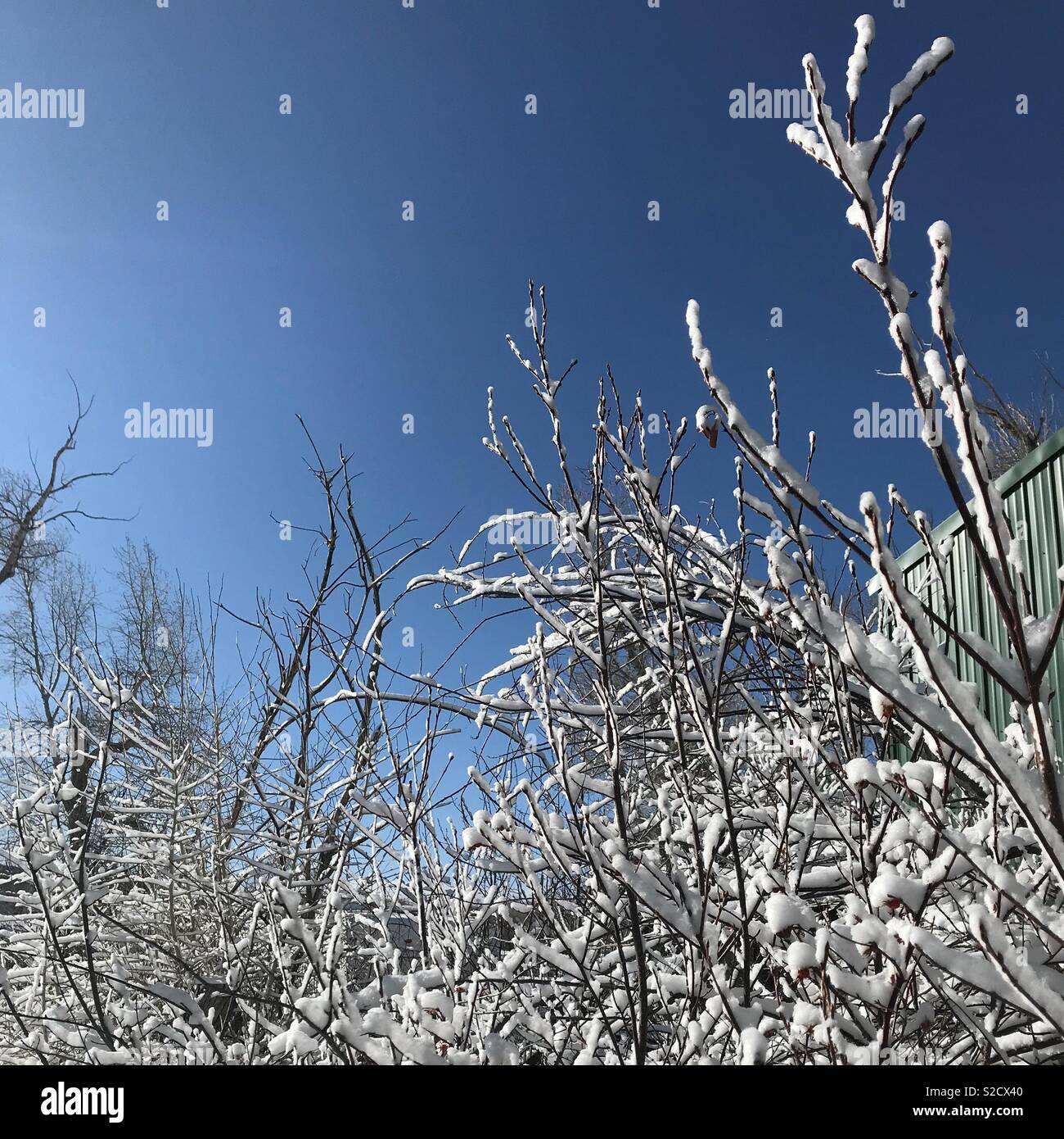 Fresh snow on hedge Stock Photo - Alamy