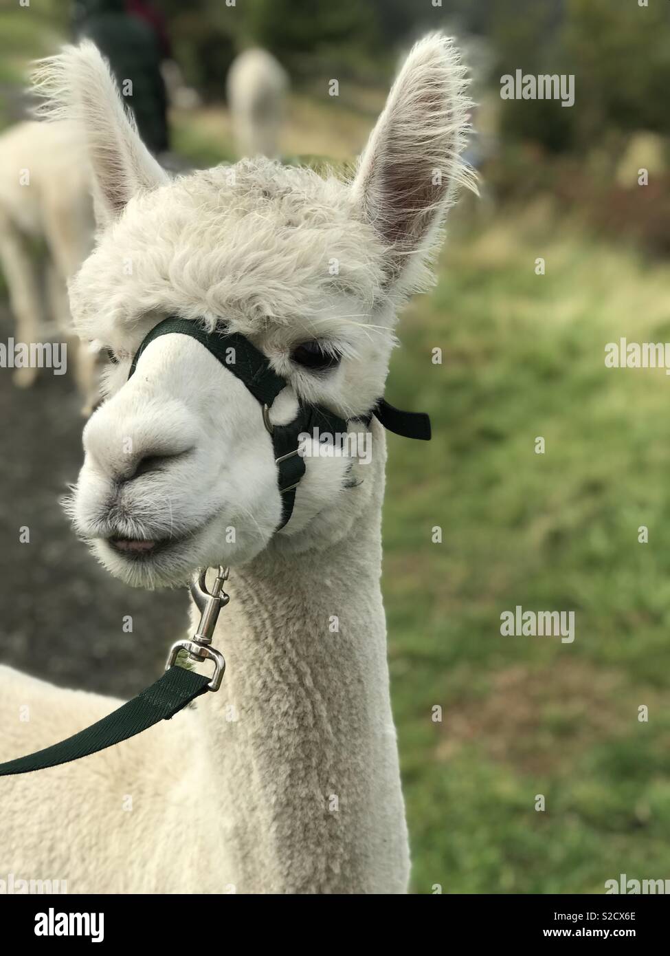 Alpaca walking at the Pentlands, Scotland Stock Photo - Alamy