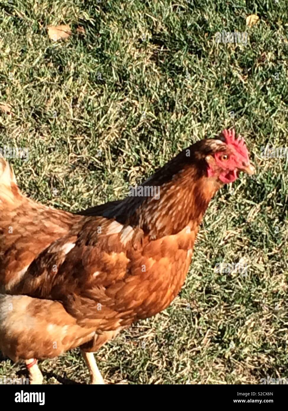 Friendly hen hi-res stock photography and images - Alamy